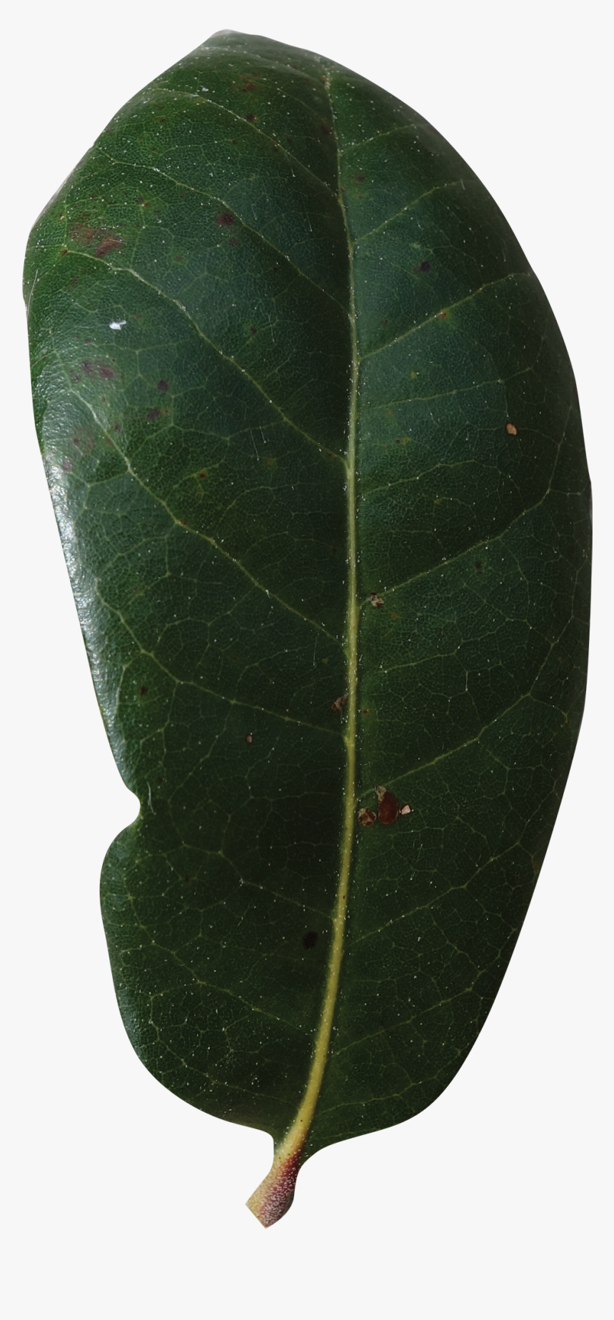 Live Oak Leaf Png, Transparent Png , Transparent Png Image - PNGitem