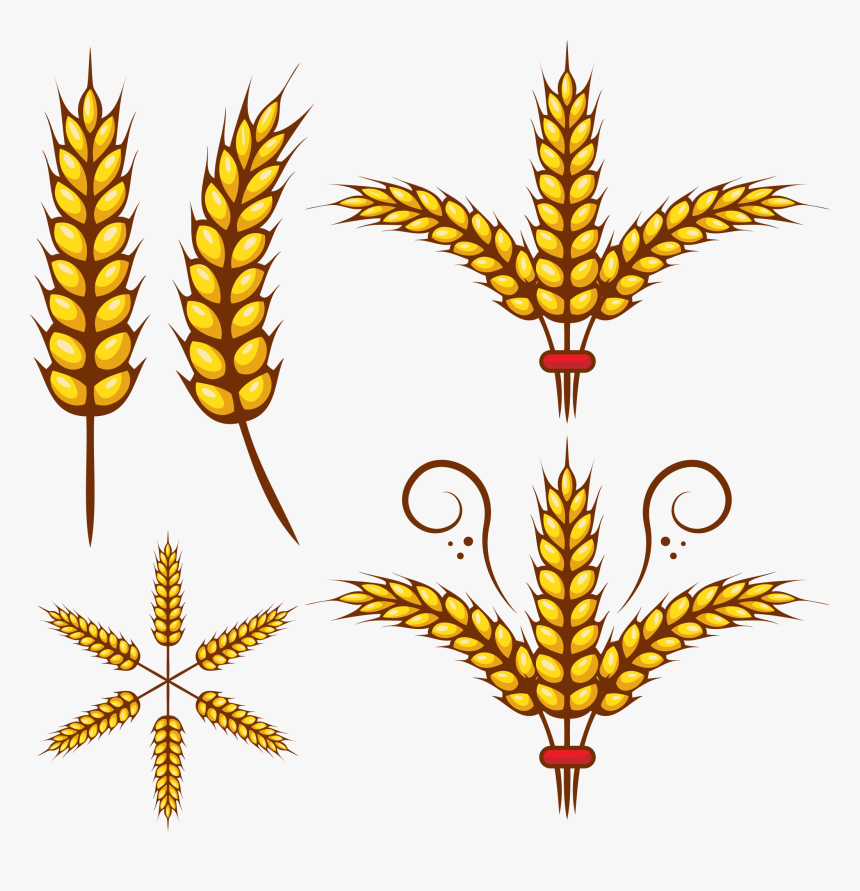 Grains Clipart Wheat Leaf - Wheat Leaves Clipart Png, Transparent Png ...