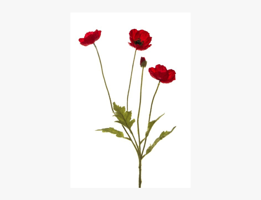 Poppy, HD Png Download , Transparent Png Image - PNGitem