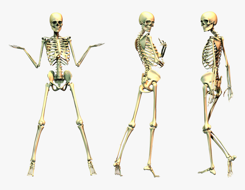 Human Skeleton Bone - Spooky Skeleton No Background, HD Png Download ...