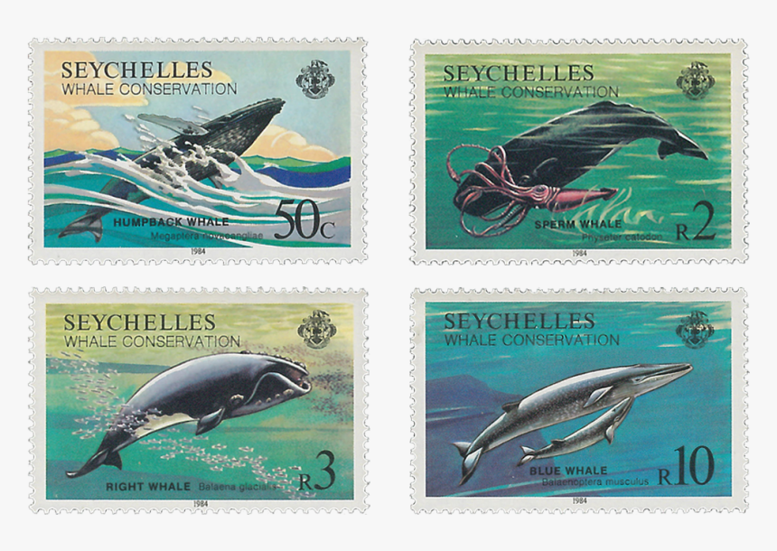 Hector Dolphin Post Stamp, HD Png Download , Transparent Png Image ...