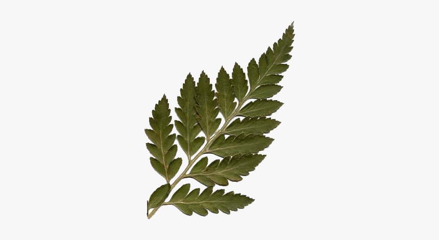 Transparent Moodboard Filler Png, Png Download , Transparent Png Image ...