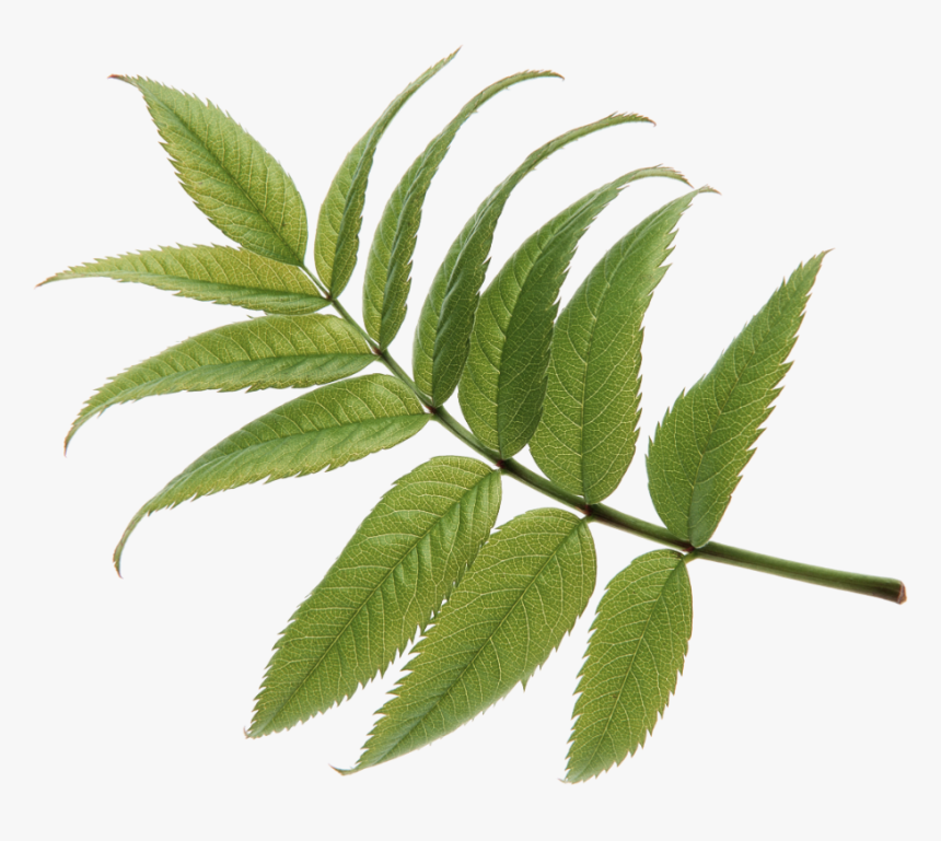 Elm, HD Png Download , Transparent Png Image - PNGitem