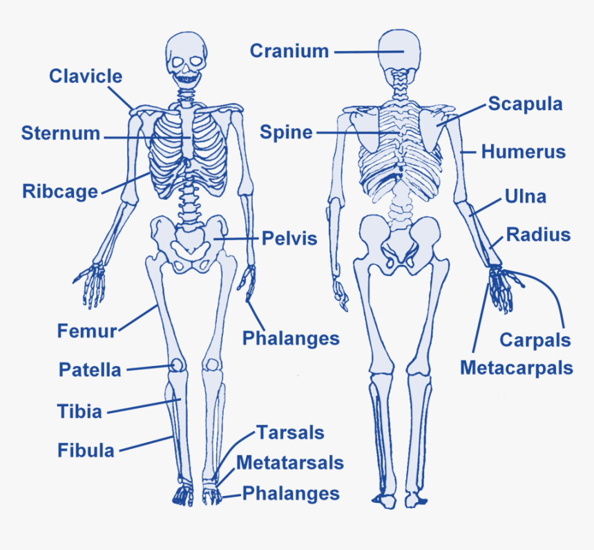Skeleton Level, HD Png Download , Transparent Png Image - PNGitem