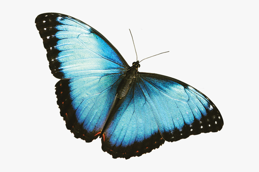 Mariposas Azul Rey Png - Blue Butterfly Transparent Background, Png ...