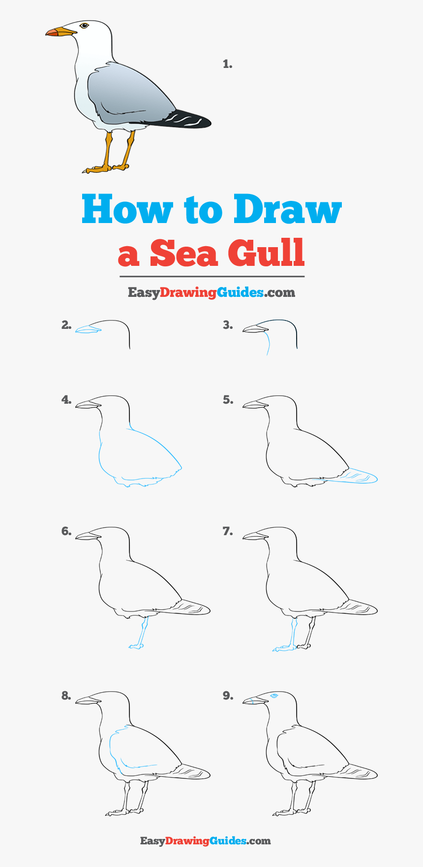 How To Draw Seagull - Seabird, HD Png Download , Transparent Png Image ...