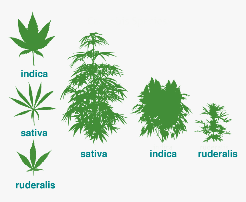 Leaf Types - Cannabis Plant, HD Png Download , Transparent Png Image ...
