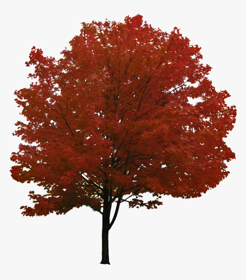 Tree Png Image - Maple Tree Transparent Background, Png Download ...