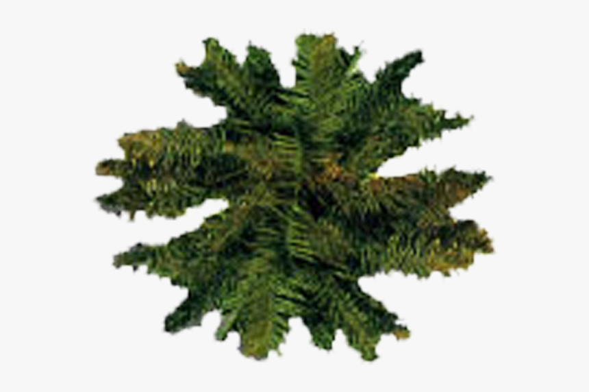 Free Cropped Photos Architecture Entourage Autocad - Shortleaf Black ...