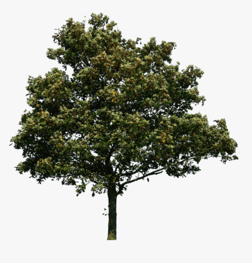 Transparent Background Tree Png, Png Download , Transparent Png Image ...