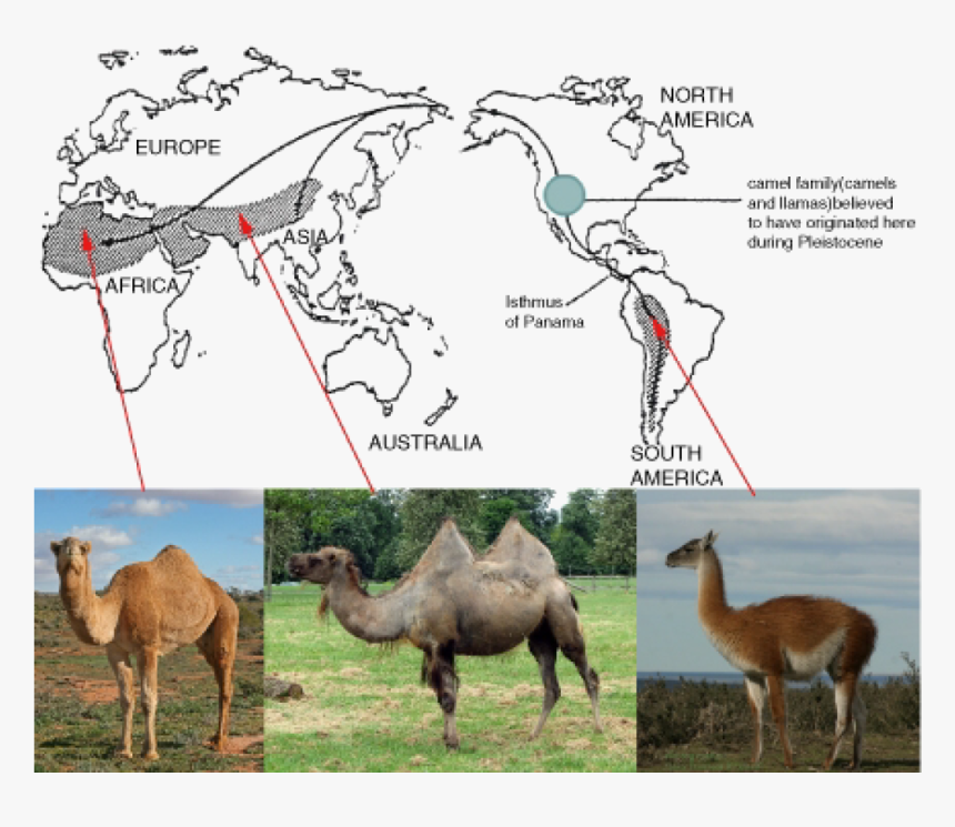 Evolution Of Camels And Llamas , Png Download - Geographical Evidence ...