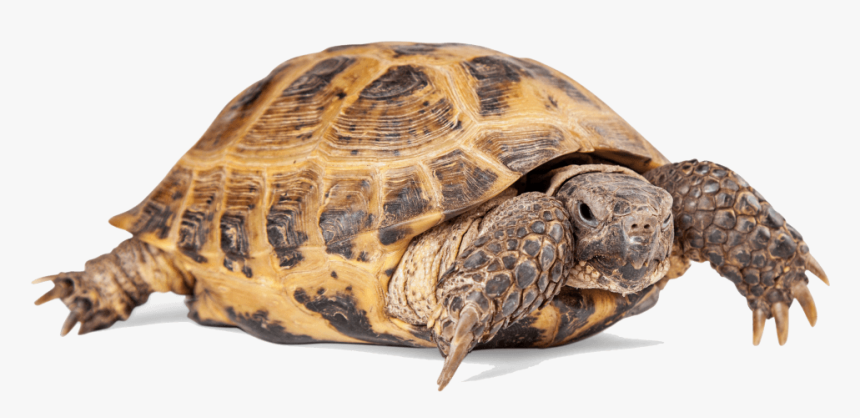 Russian Tortoise Clipart