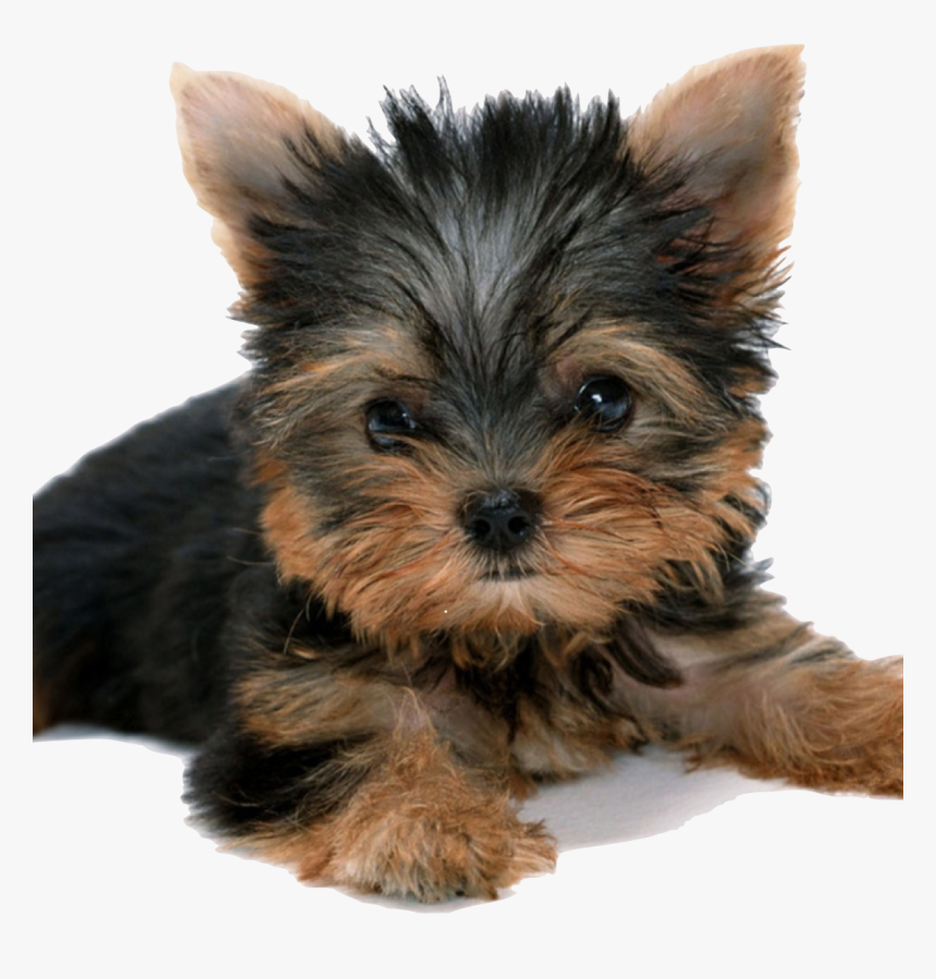 Transparent Yorkie Png - Yorkshire Terrier Transparent Background, Png ...