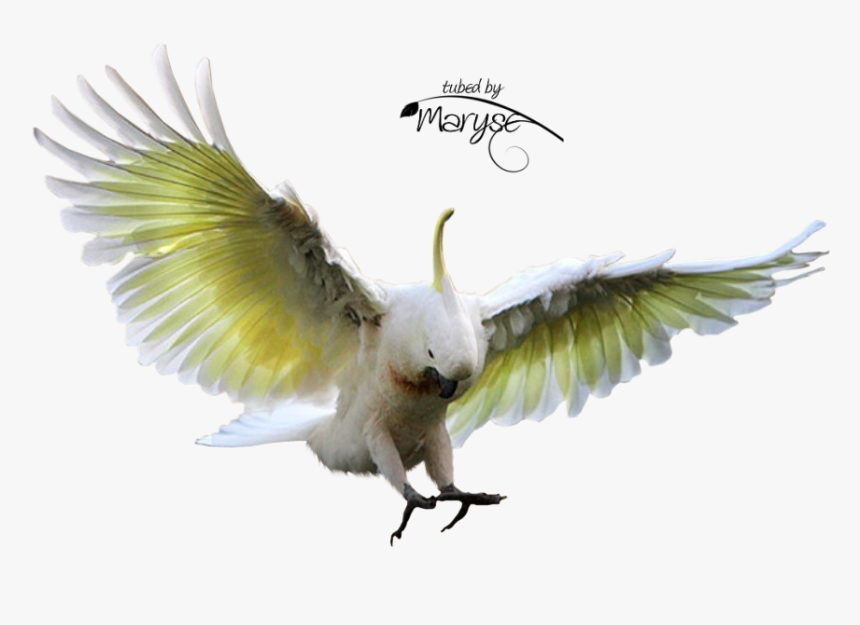 Psp Tubes Cr Ations De Maryse Tubes Animaux - Flying Cockatoo, HD Png Download , Transparent Png ...