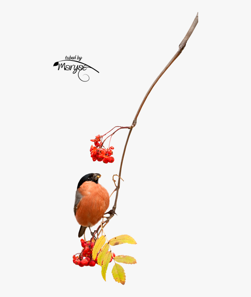 Songbird, HD Png Download , Transparent Png Image - PNGitem