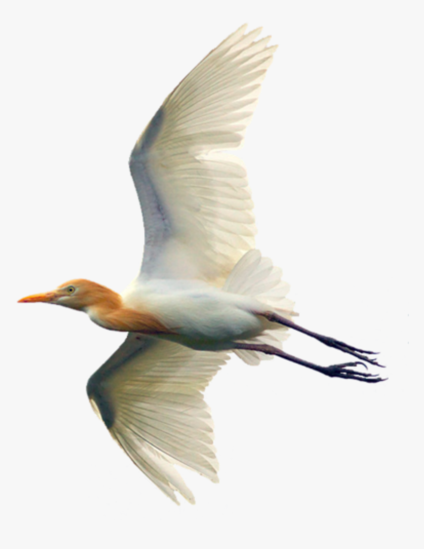 Transparent Egret Clipart - Egret, HD Png Download , Transparent Png ...