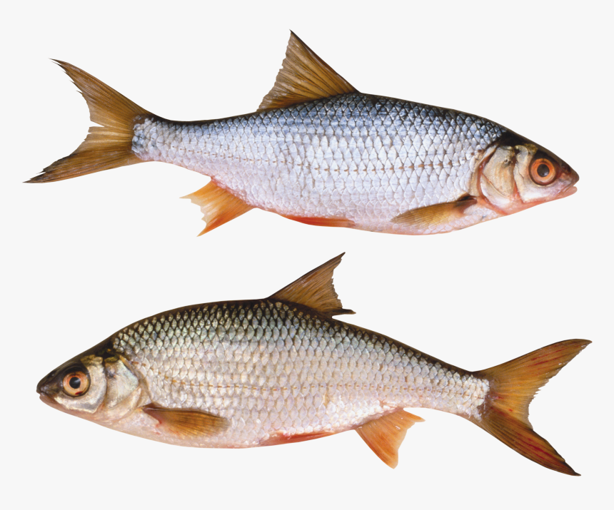 Jumping Fish Png, Transparent Png , Transparent Png Image - PNGitem