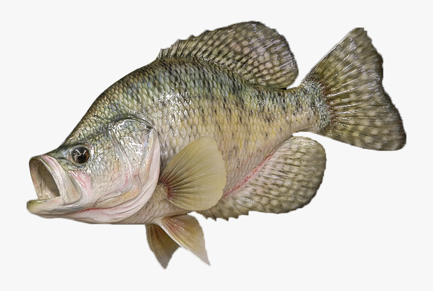 Crappie Fish Png, Transparent Png , Transparent Png Image - PNGitem