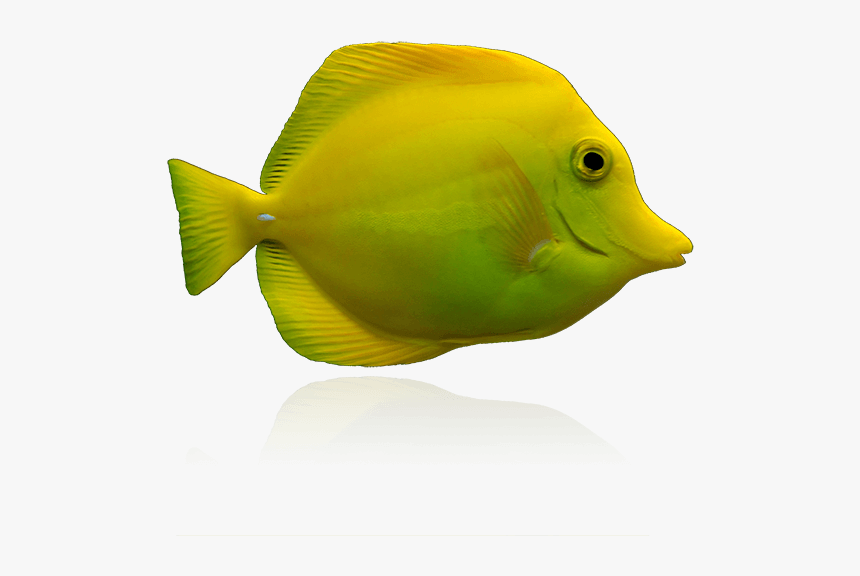 Captive Bred Yellow Tangs By Biota - Fish Yellow, HD Png Download ...