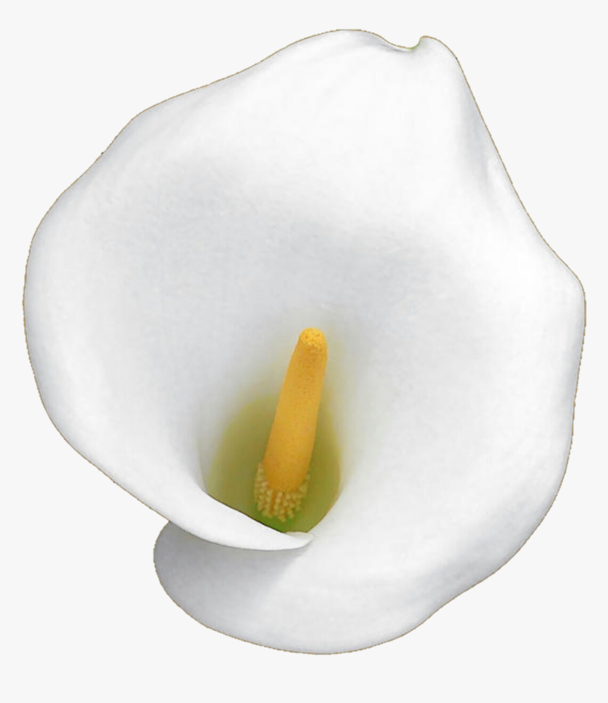 White Calla Lily By Jeanicebartzen27 White Calla Lily - White Calla ...