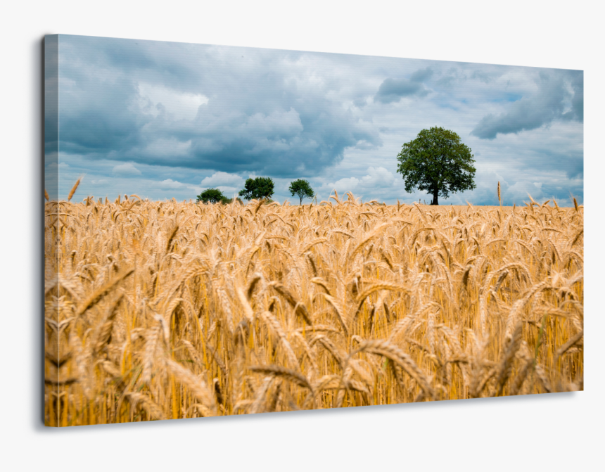 Wheat Field , Png Download - Wheat Field, Transparent Png , Transparent ...