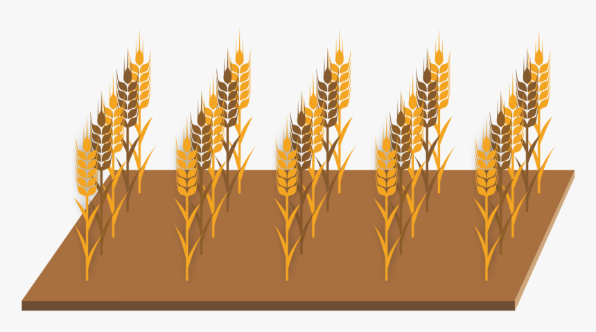 Emmer, HD Png Download , Transparent Png Image - PNGitem