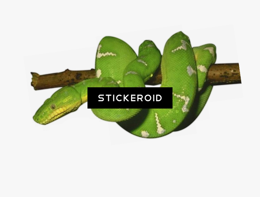 Nopal - Green Snake Transparent Background, HD Png Download ...