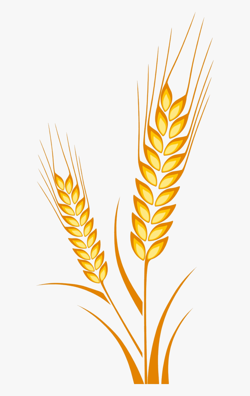 Images Of Wheat Plant