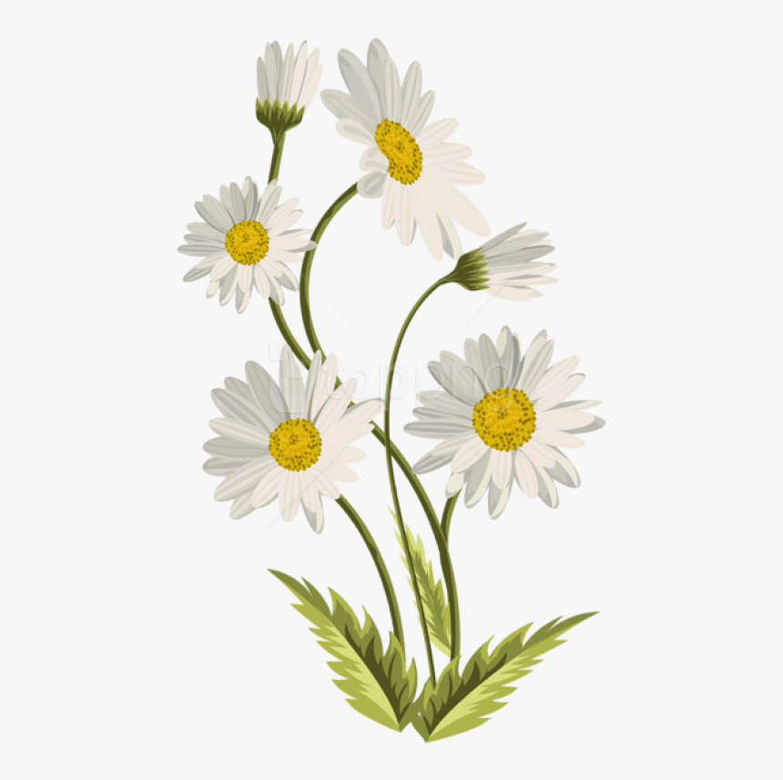 Daisy - Transparent Background Daisies Png, Png Download , Transparent ...