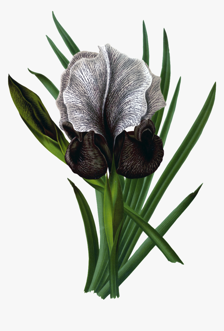 Hd Gorgeous Vintage Painted Flowers - Orris Root, HD Png Download ...