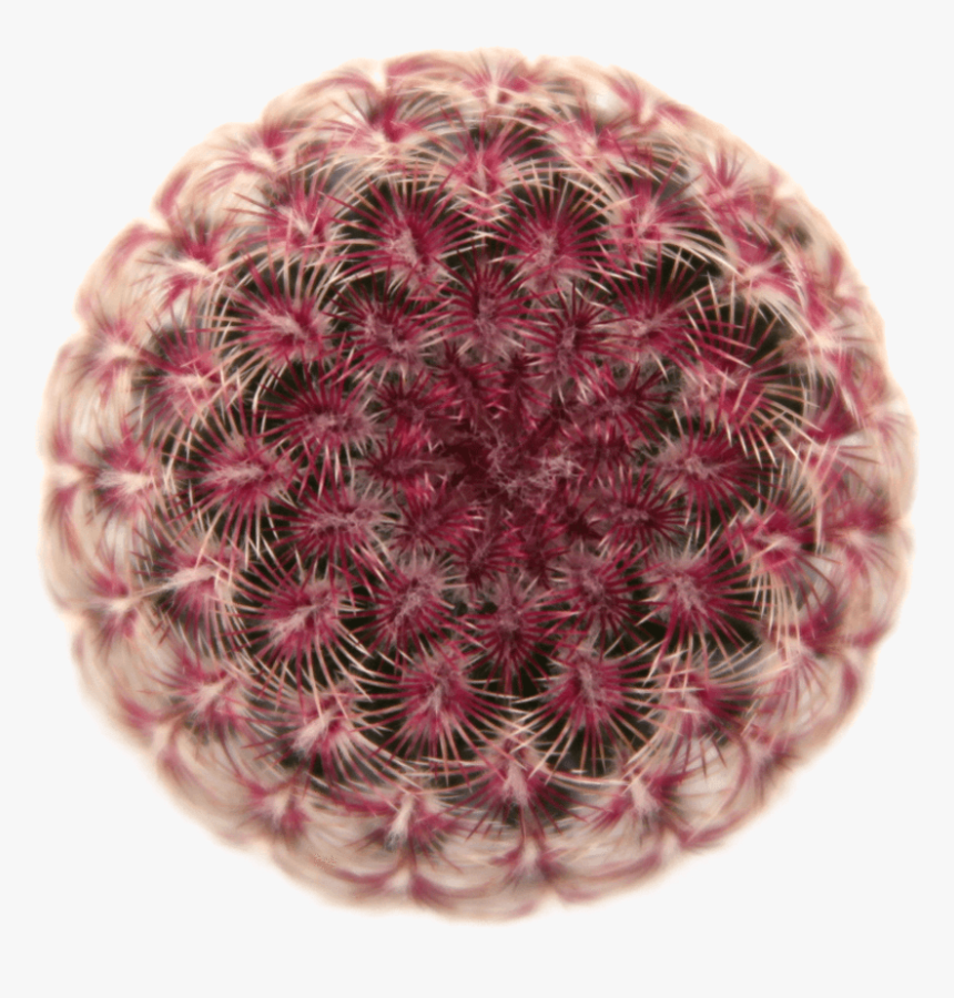 Most Beautiful Cacti Species, HD Png Download , Transparent Png Image ...