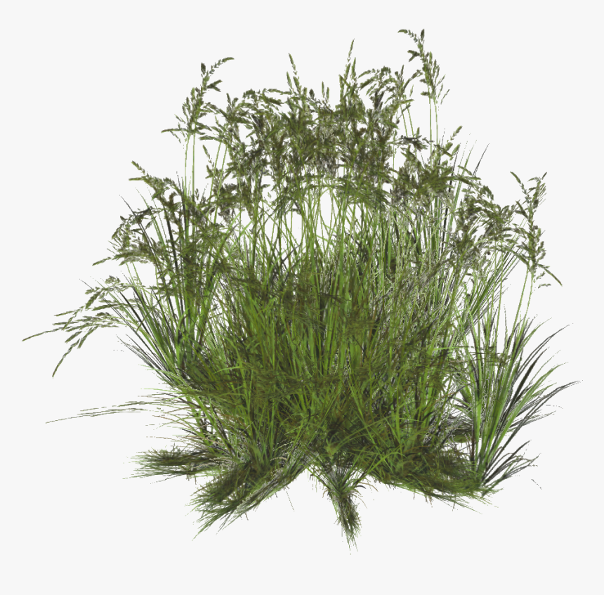 Grass, HD Png Download , Transparent Png Image - PNGitem