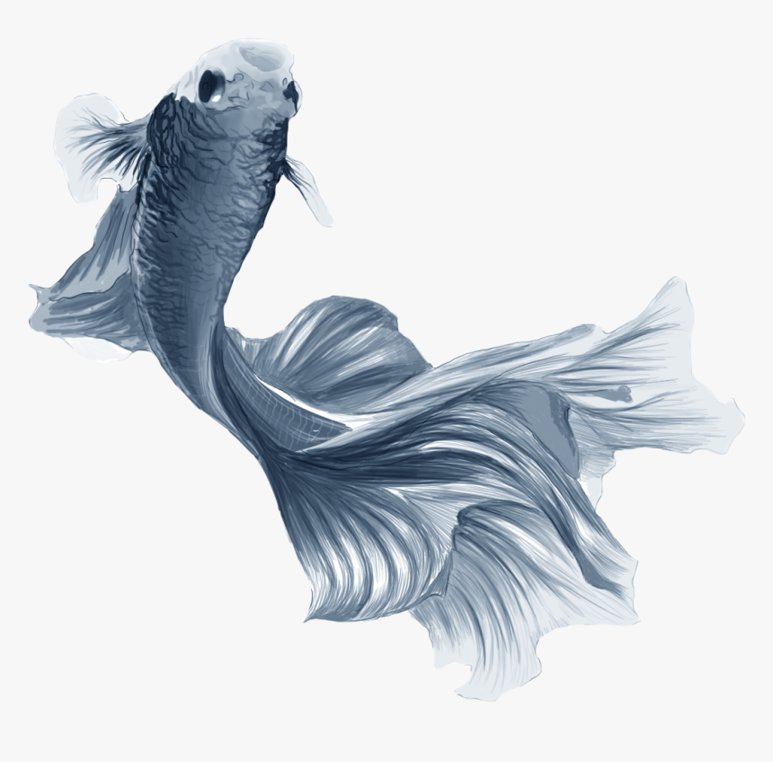 Fishyyy - Illustration, HD Png Download , Transparent Png Image - PNGitem