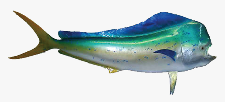 Mahi Mammal,cetacea,blue Whale - Mahi Mahi Fish Png, Transparent Png ...