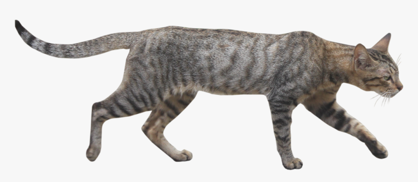 Wildcat Png Page - Wild Cat Png, Transparent Png , Transparent Png ...