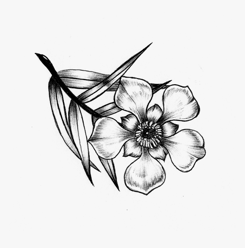 Drawing Of The Manuka Flower, HD Png Download , Transparent Png Image ...