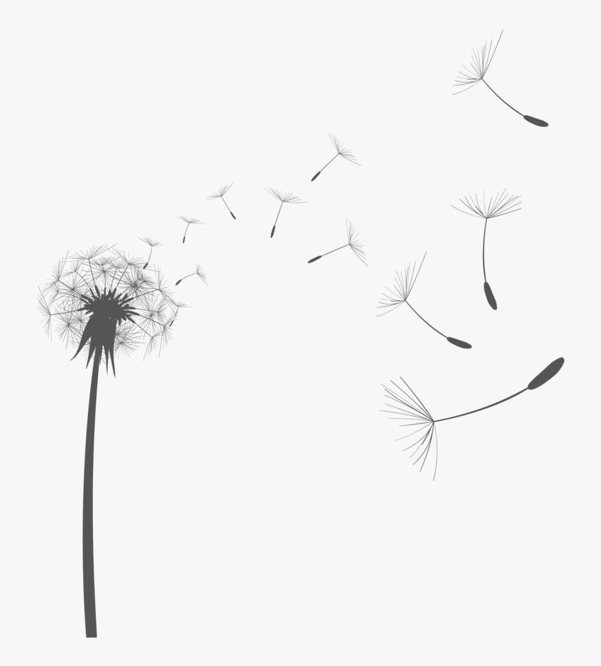 Dandelion Vector, HD Png Download , Transparent Png Image - PNGitem