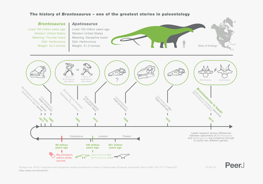 File - Brontosaurus Infographic - Svg - Brontosaurus 2015, HD Png ...