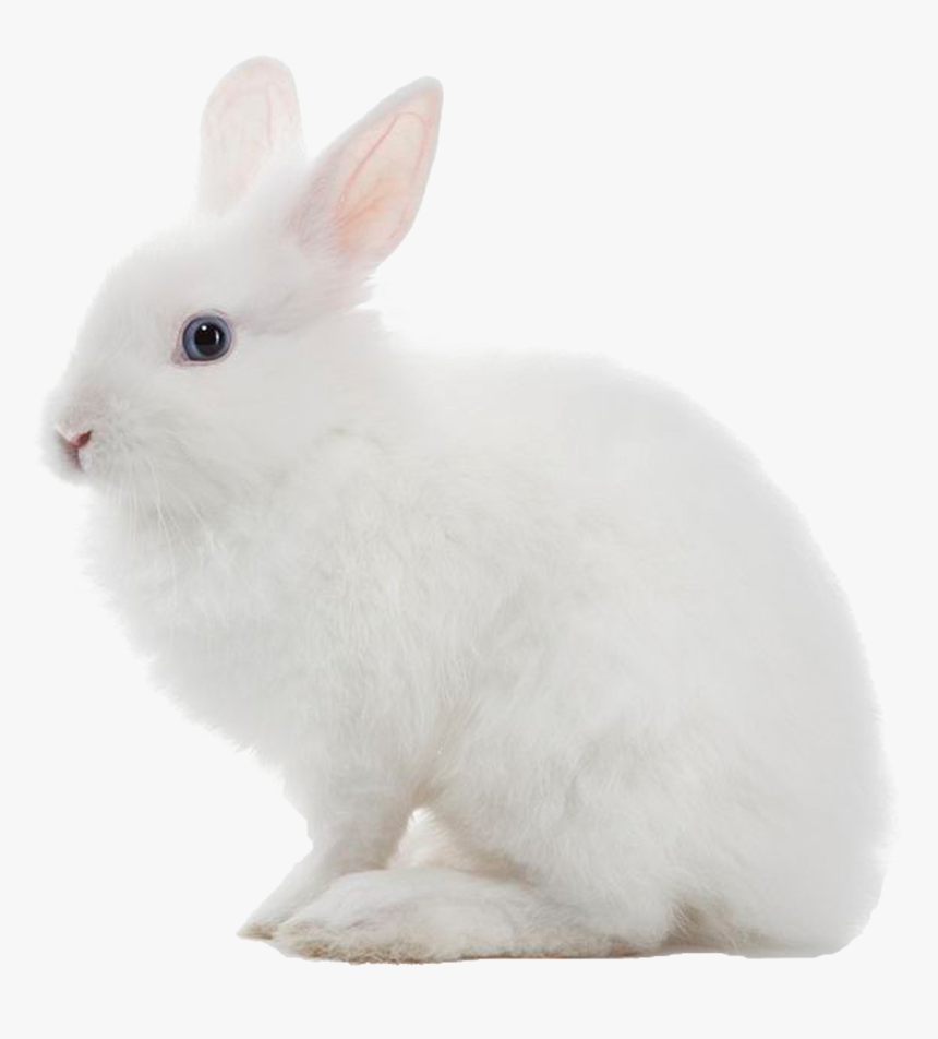 White Rabbit Png Image - White Rabbit Transparent Background, Png ...