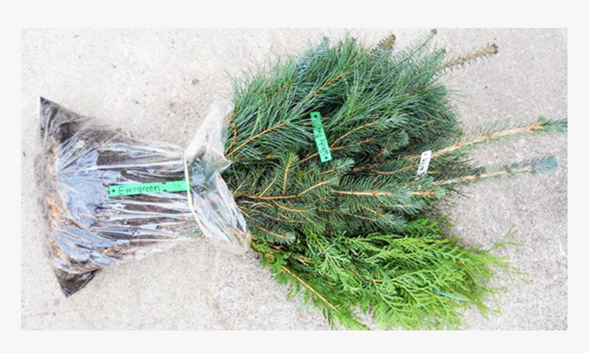 Img - Tree Seedlings Bundle, HD Png Download , Transparent Png Image ...