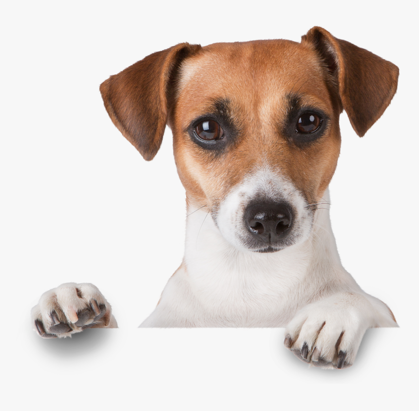 Png Dogs, Transparent Png , Transparent Png Image - PNGitem