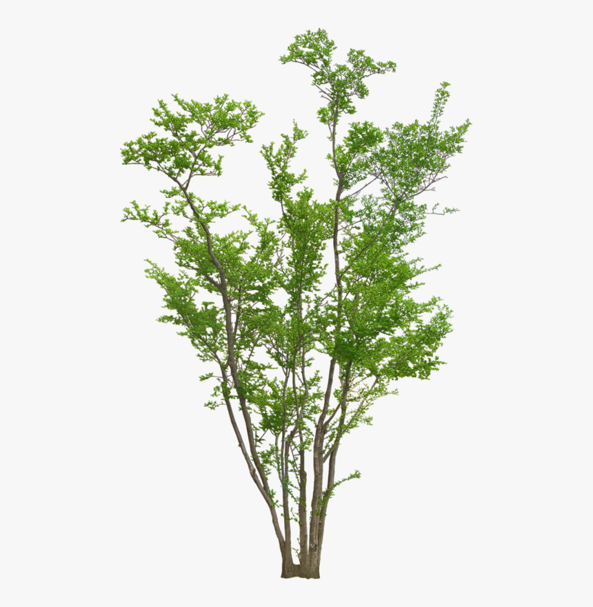 Trees Elevation For Photoshop, HD Png Download , Transparent Png Image ...