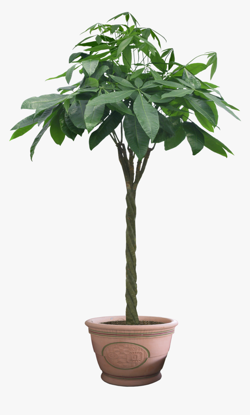 Money Tree, HD Png Download , Transparent Png Image - PNGitem