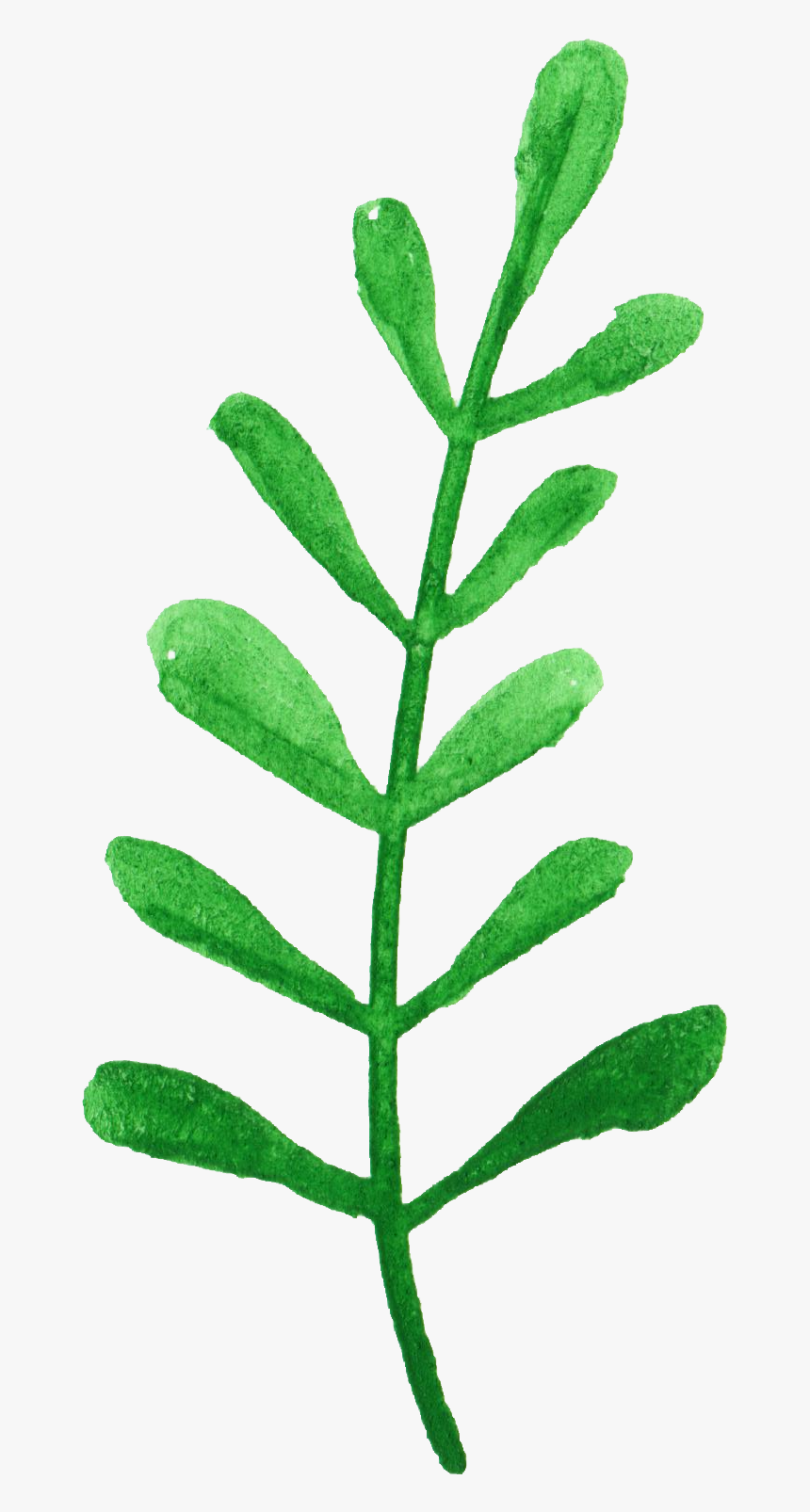Plant Stem, HD Png Download , Transparent Png Image - PNGitem