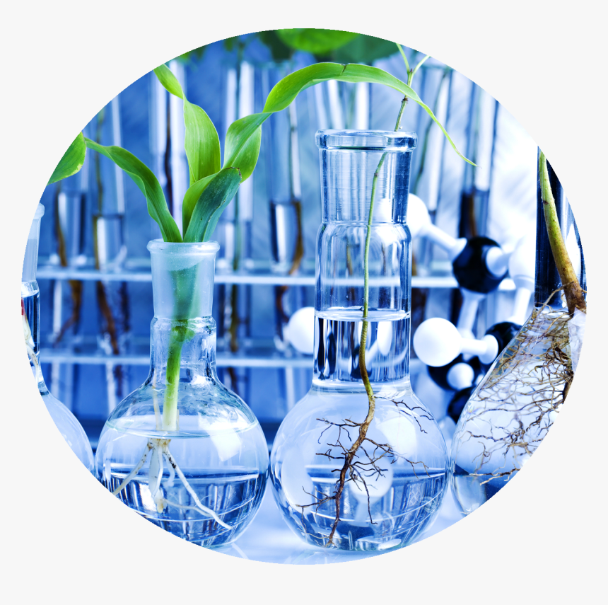 Plantas - Biology Science, HD Png Download , Transparent Png Image ...