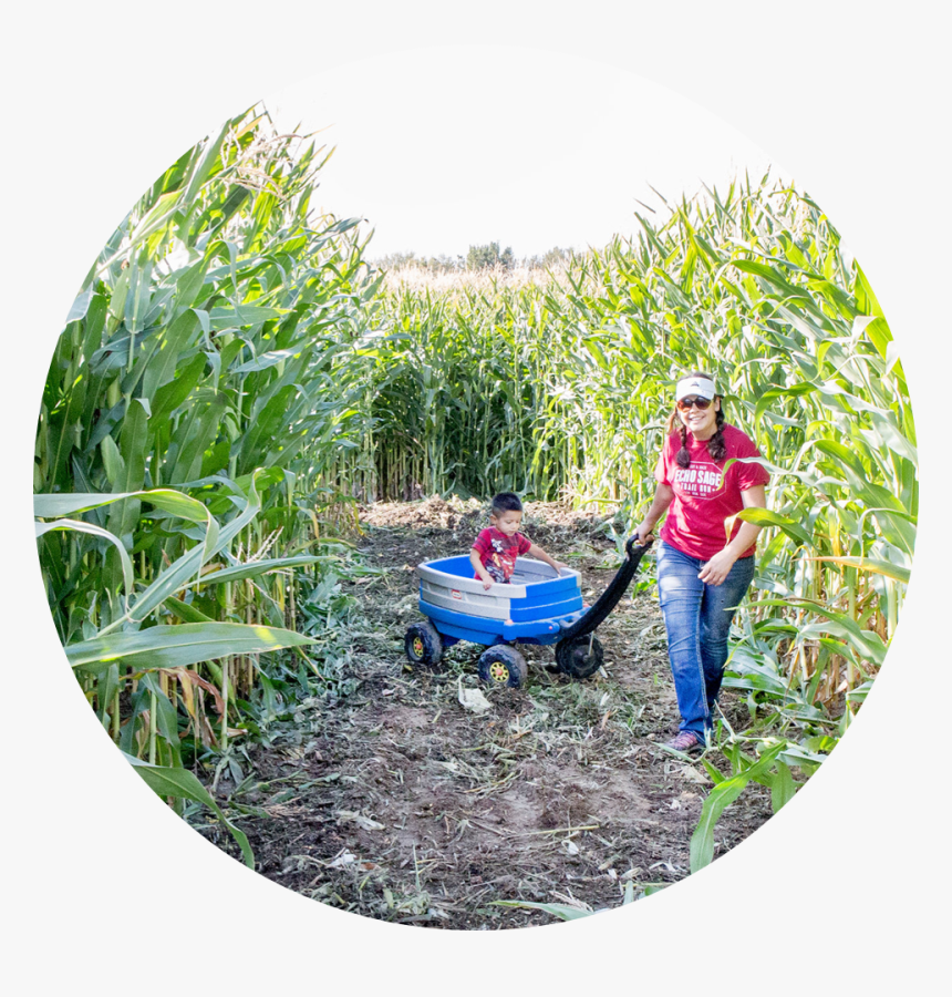Mini Corn Maze, HD Png Download , Transparent Png Image - PNGitem