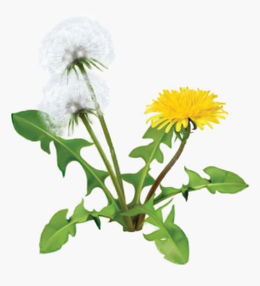 Dandelion Plant - Dandelion Herbs, HD Png Download , Transparent Png ...