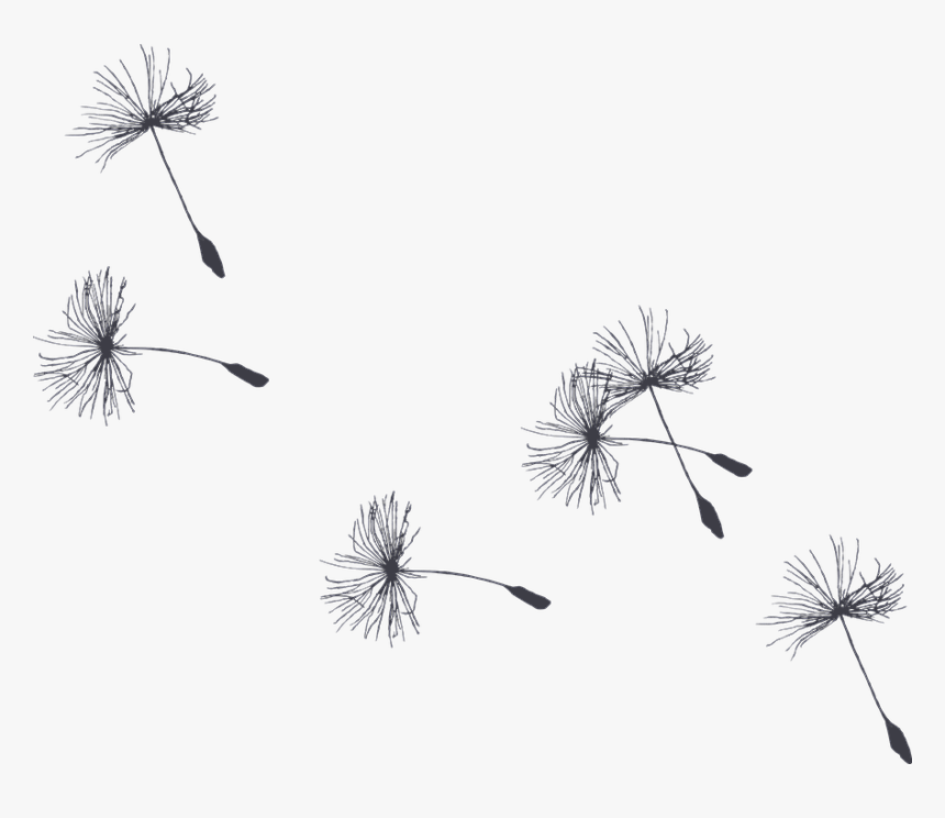 Burdock - Dandelion Gif Background Transparent, HD Png Download ...