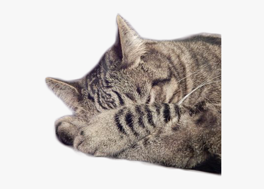 Transparent Sleeping Cat Png, Png Download , Transparent Png Image ...