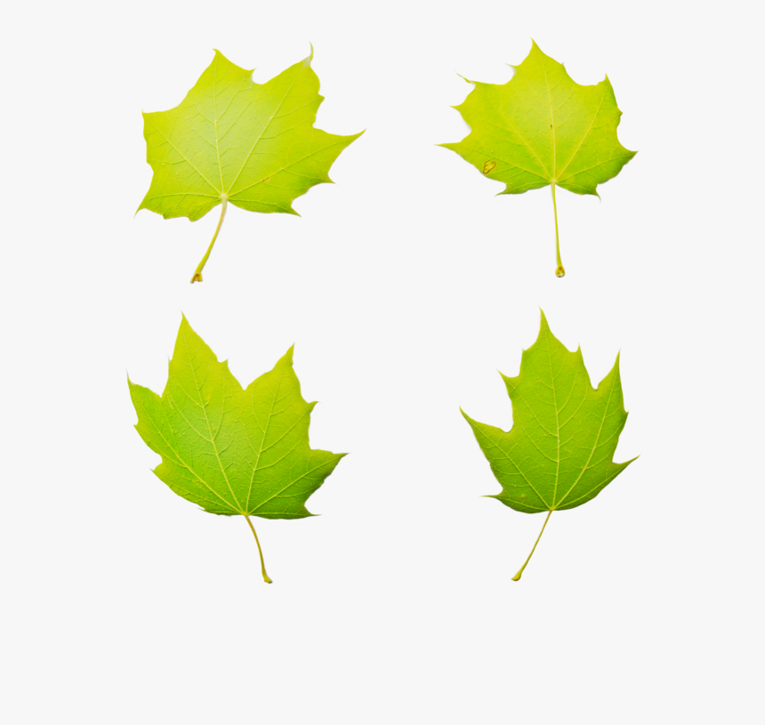 Maple Leaf, HD Png Download , Transparent Png Image - PNGitem